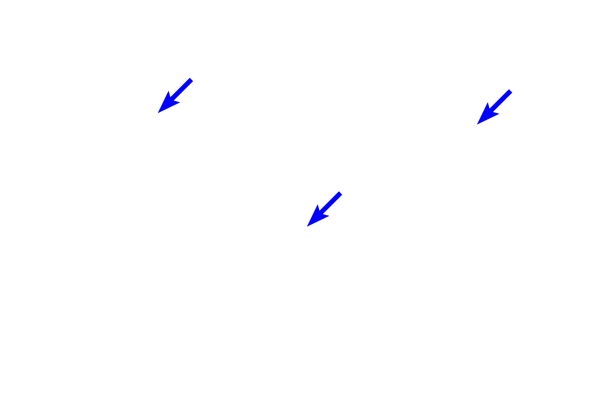 Skeletal 4 | Digital Histology