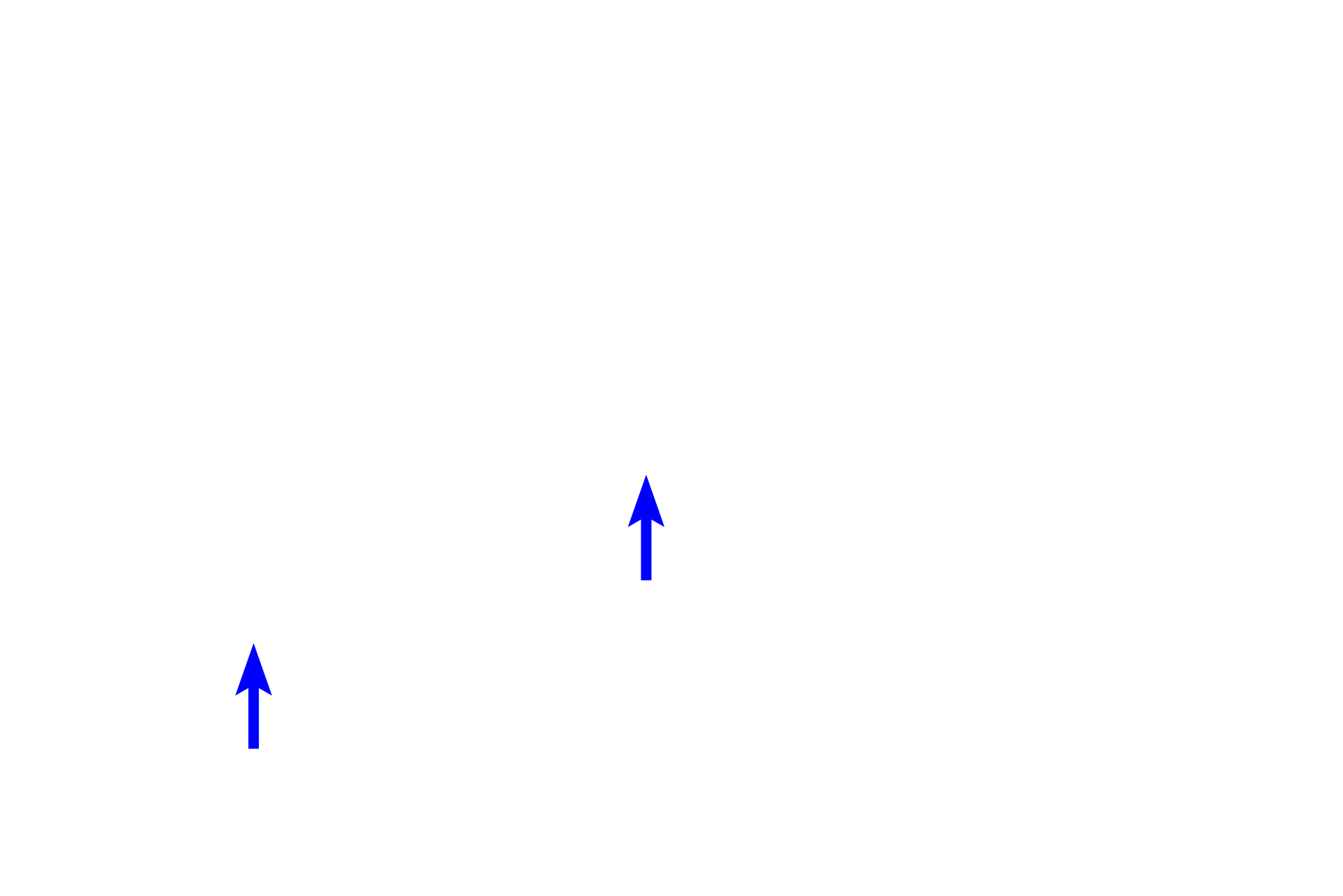 Mitosis overview 9 | Digital Histology