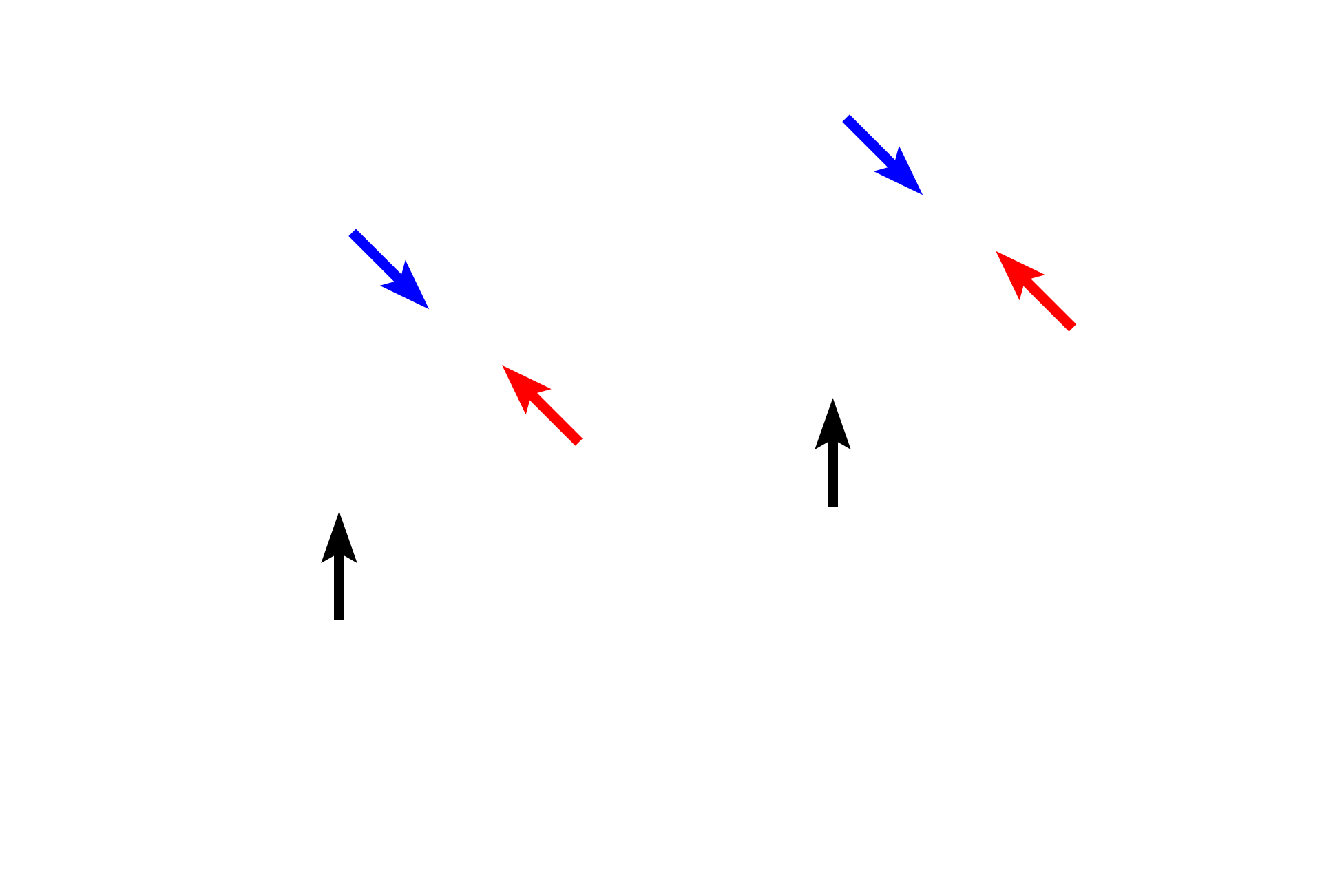 Meiosis 10 | Digital Histology